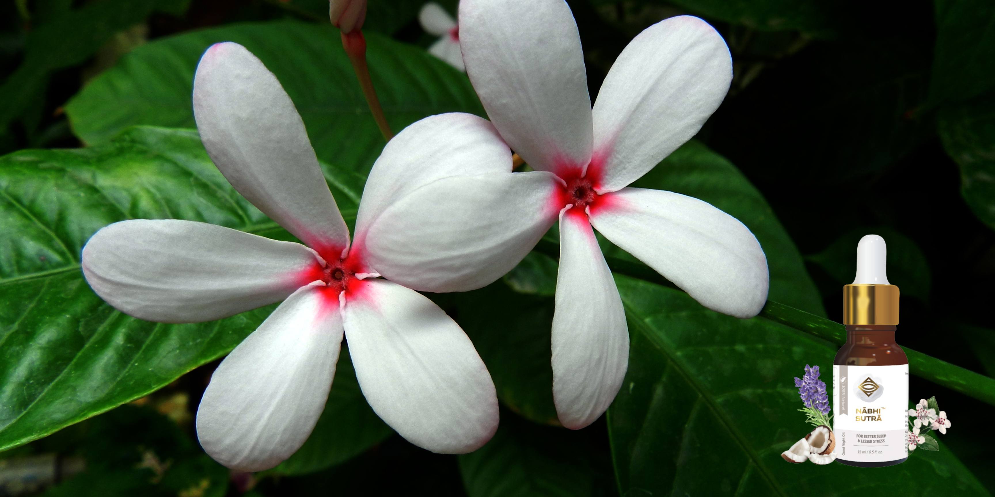 Tagar, a herb every women will love : Dr.Shivani Pandey – Nabhi Sutra